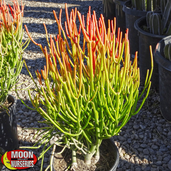 Moon Valley Nurseries Desert Trees